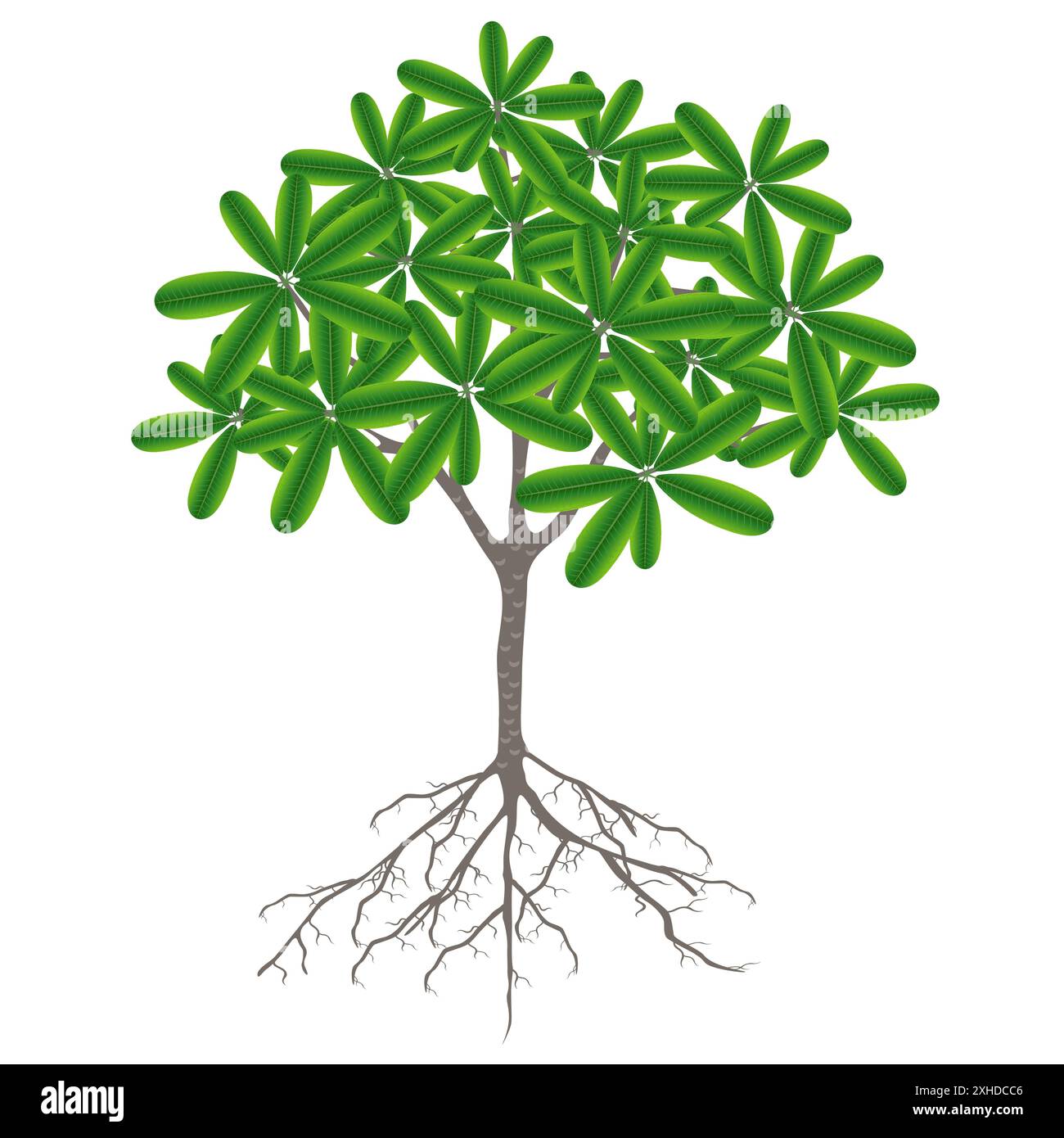 Plumeria shrub tree Stock Vector Images - Alamy