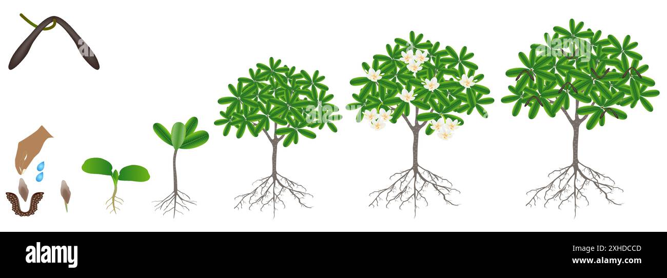 Cycle of growth of a frangipani (Plumeria) plant on a white background ...