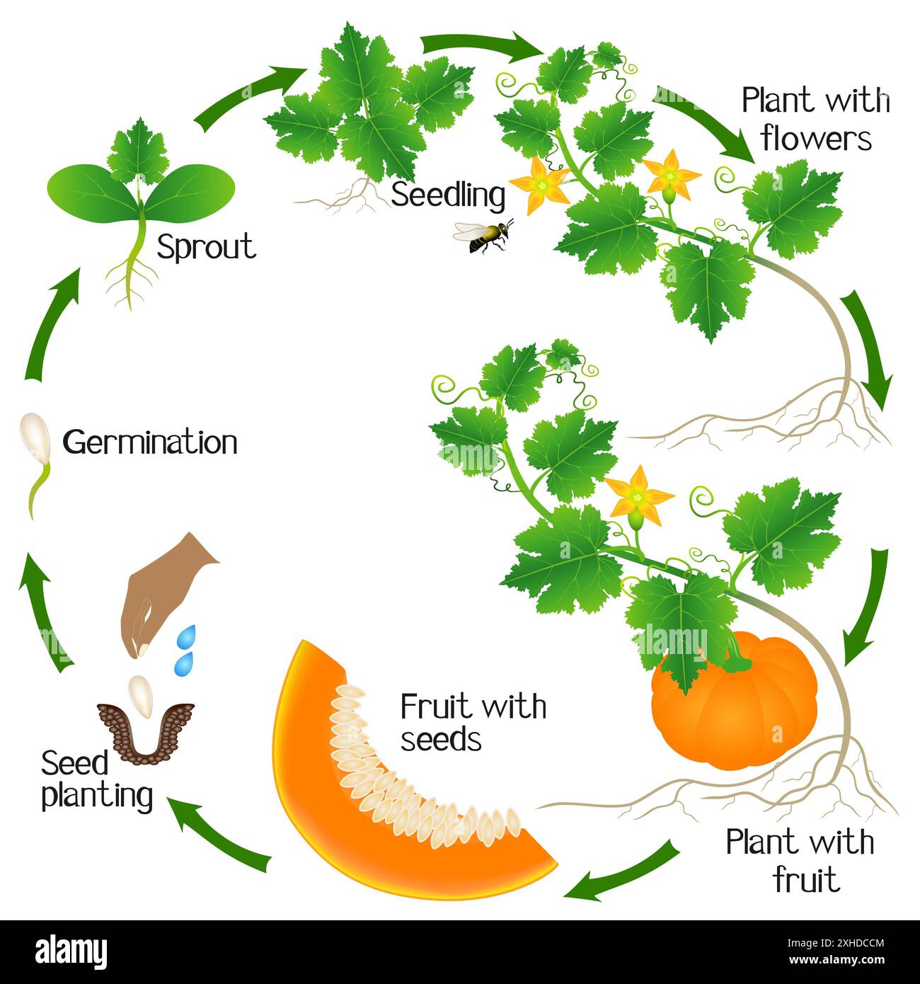 Clipart Sprout Pumpkin Pumpkin Life Cycle Clip Art Etsy