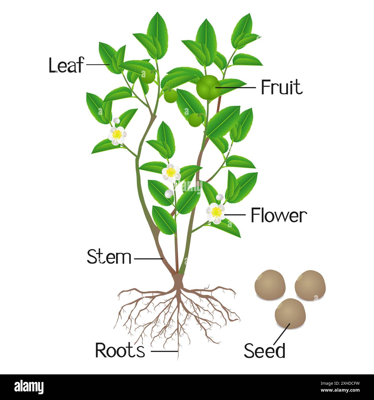 Illustration showing plant parts of green tea (camellia sinensis) on a white background Stock ...