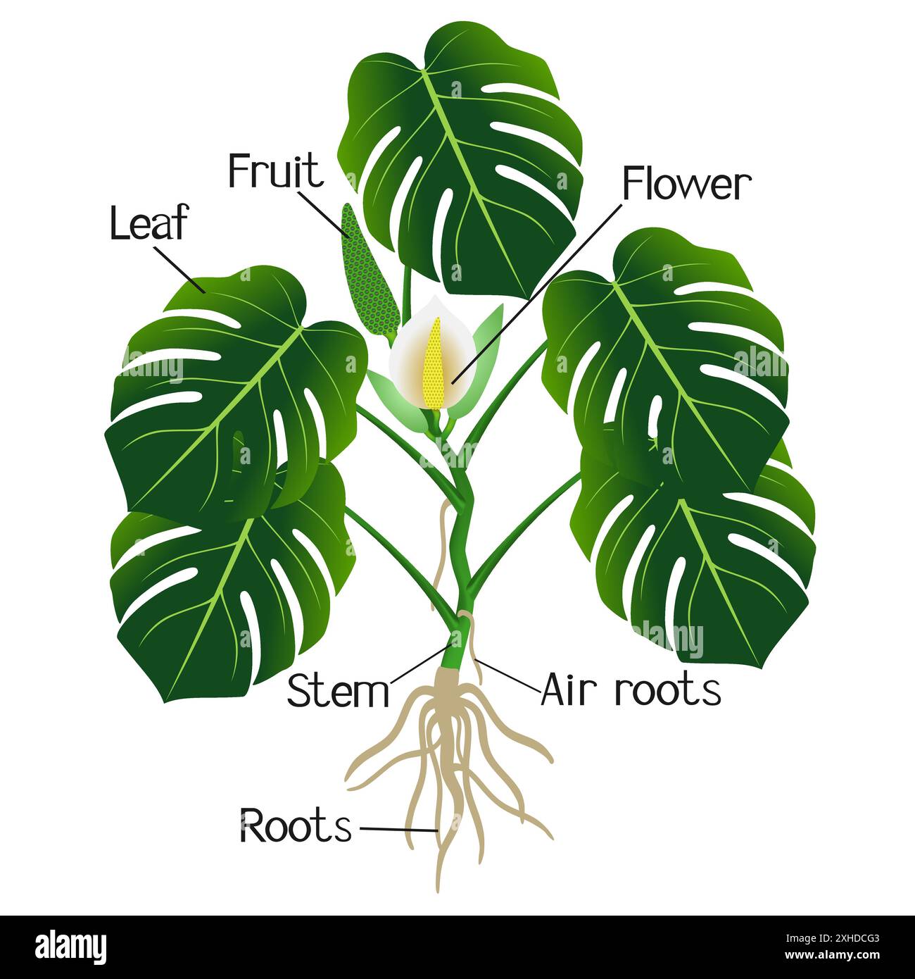 An illustration showing parts of a monstera or split-leaf philodendron ...