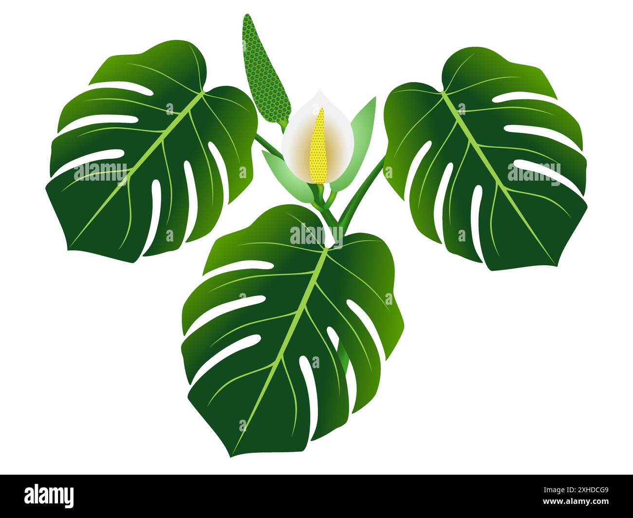 Dark green leaves with flower and fruit of monstera or split-leaf ...