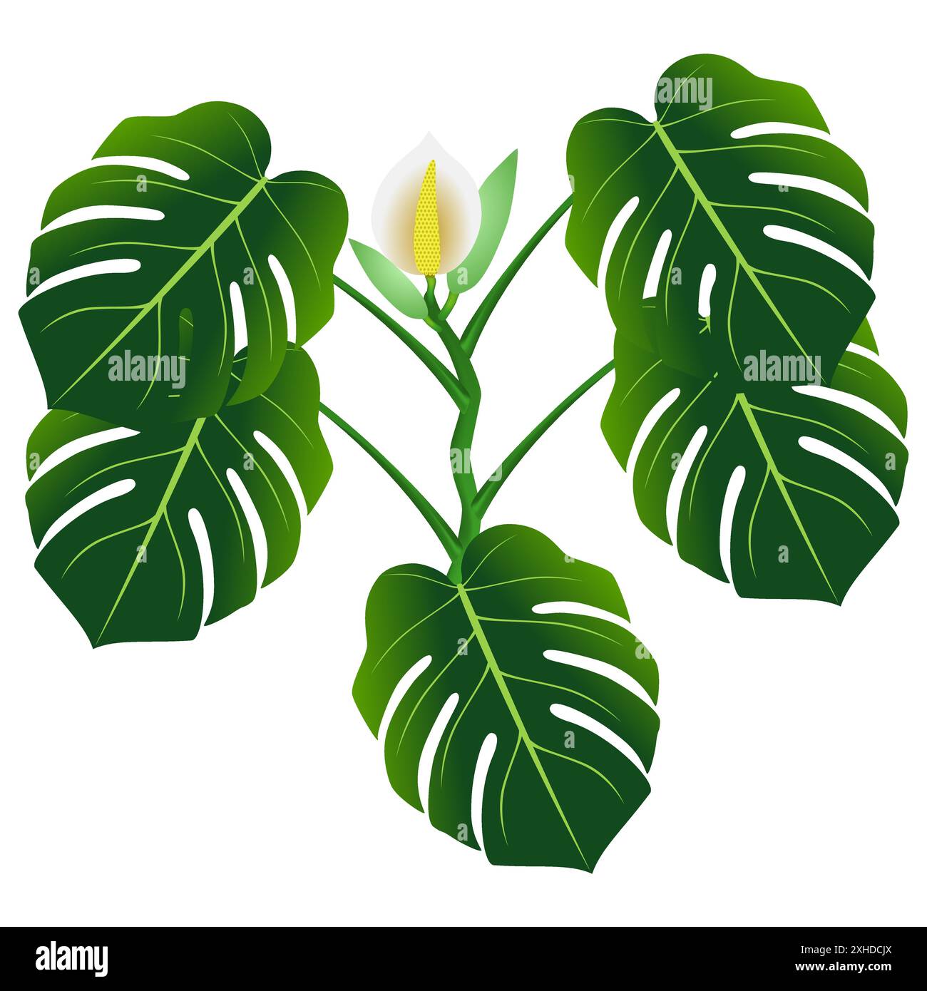 Flower and green leaves of monstera or split-leaf philodendron ...