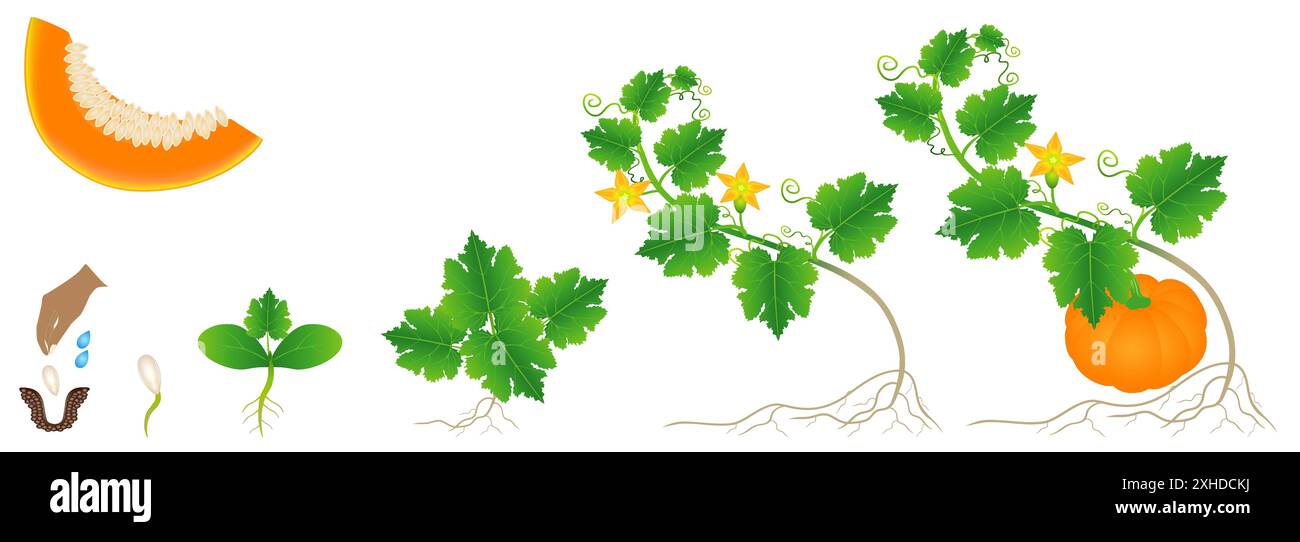 Cycle of growth of a pumpkin plant on a white background Stock Vector ...
