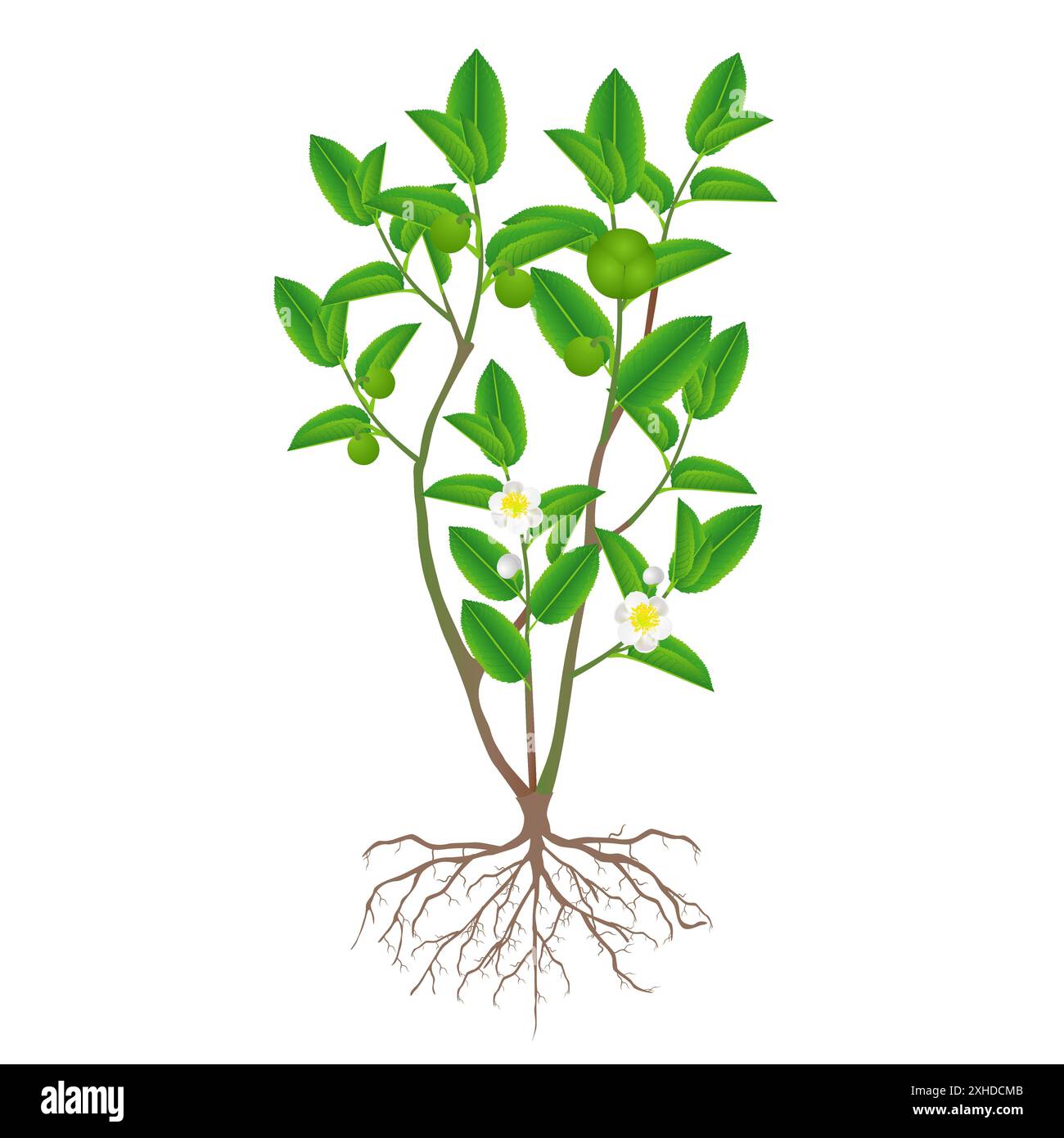 A bush of green tea with roots, flowers and fruits (Camellia sinensis ...