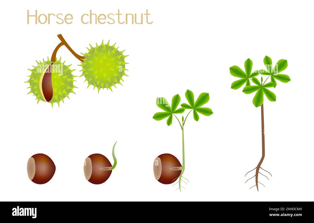 Chestnut plantation Stock Vector Images - Alamy