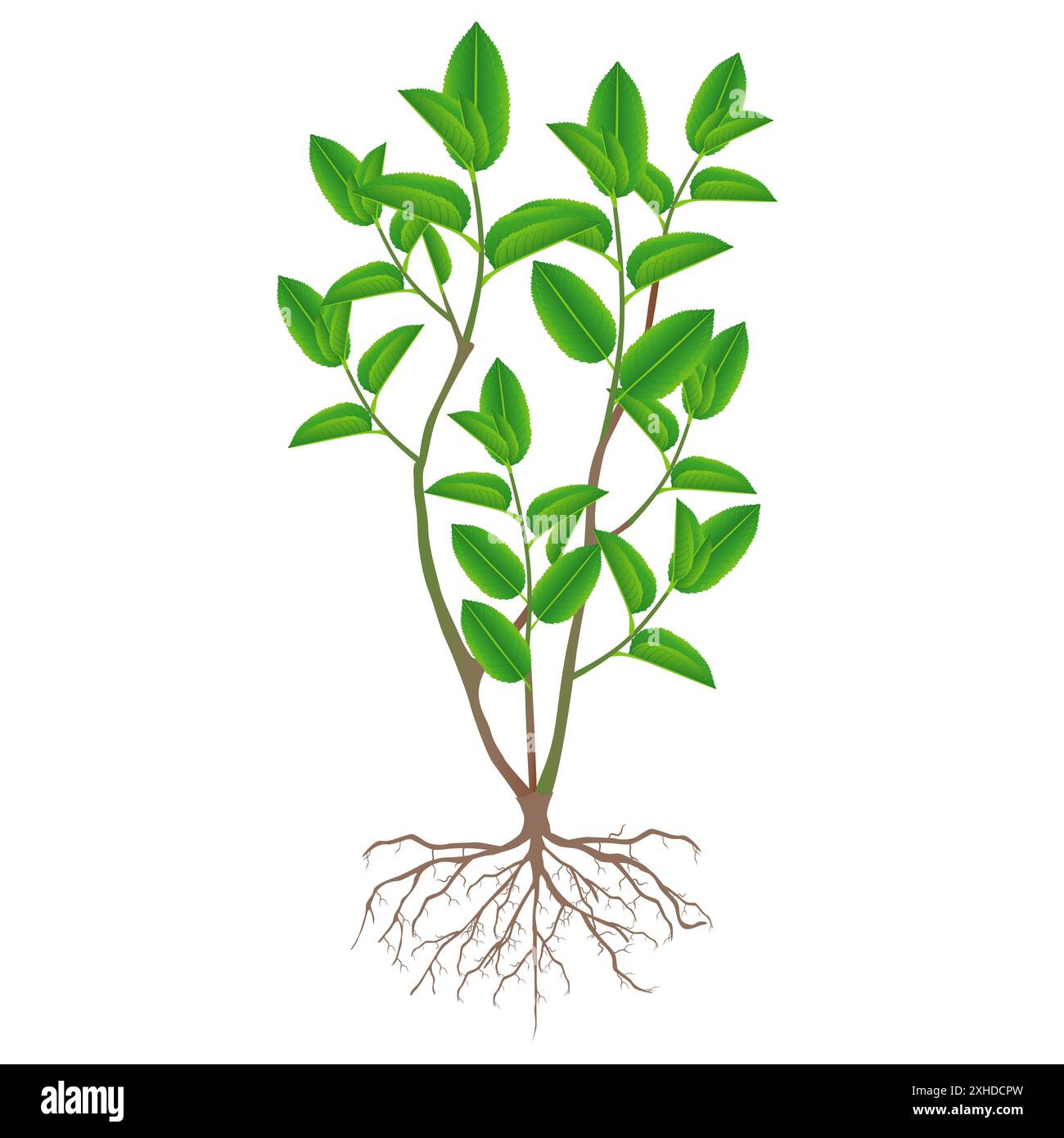 A bush of green tea with roots on a white background Stock Vector Image ...