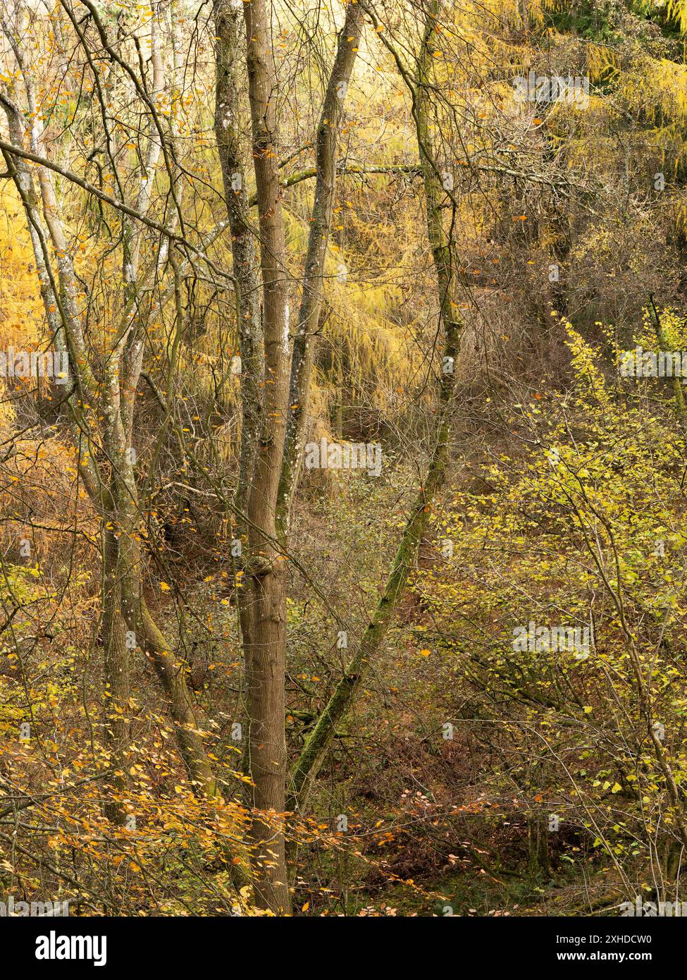 Mixed woodland at Mortimer Forest, Ludlow, Shropshire, UK Stock Photo ...