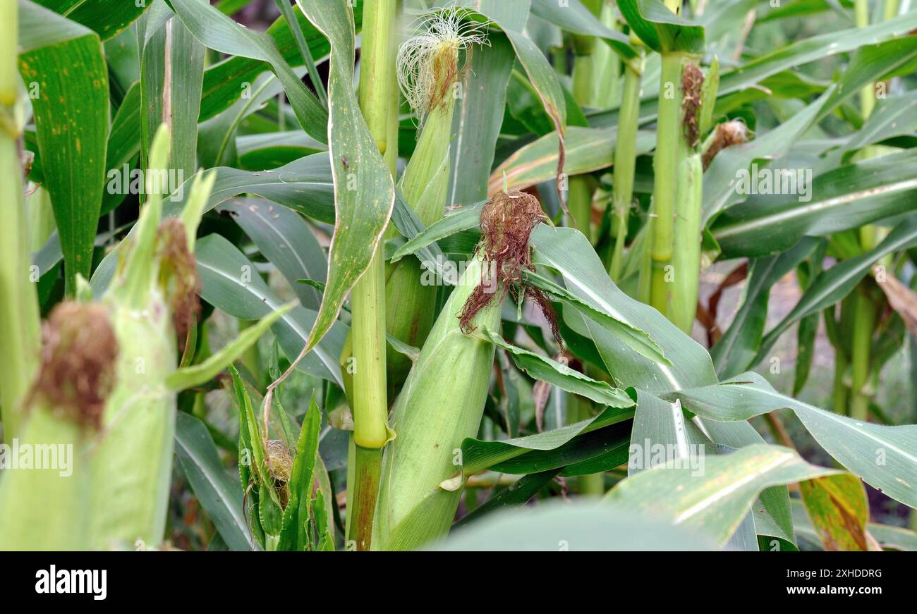 cornfield of ripe organic maize plantation in the vegetable garden ...