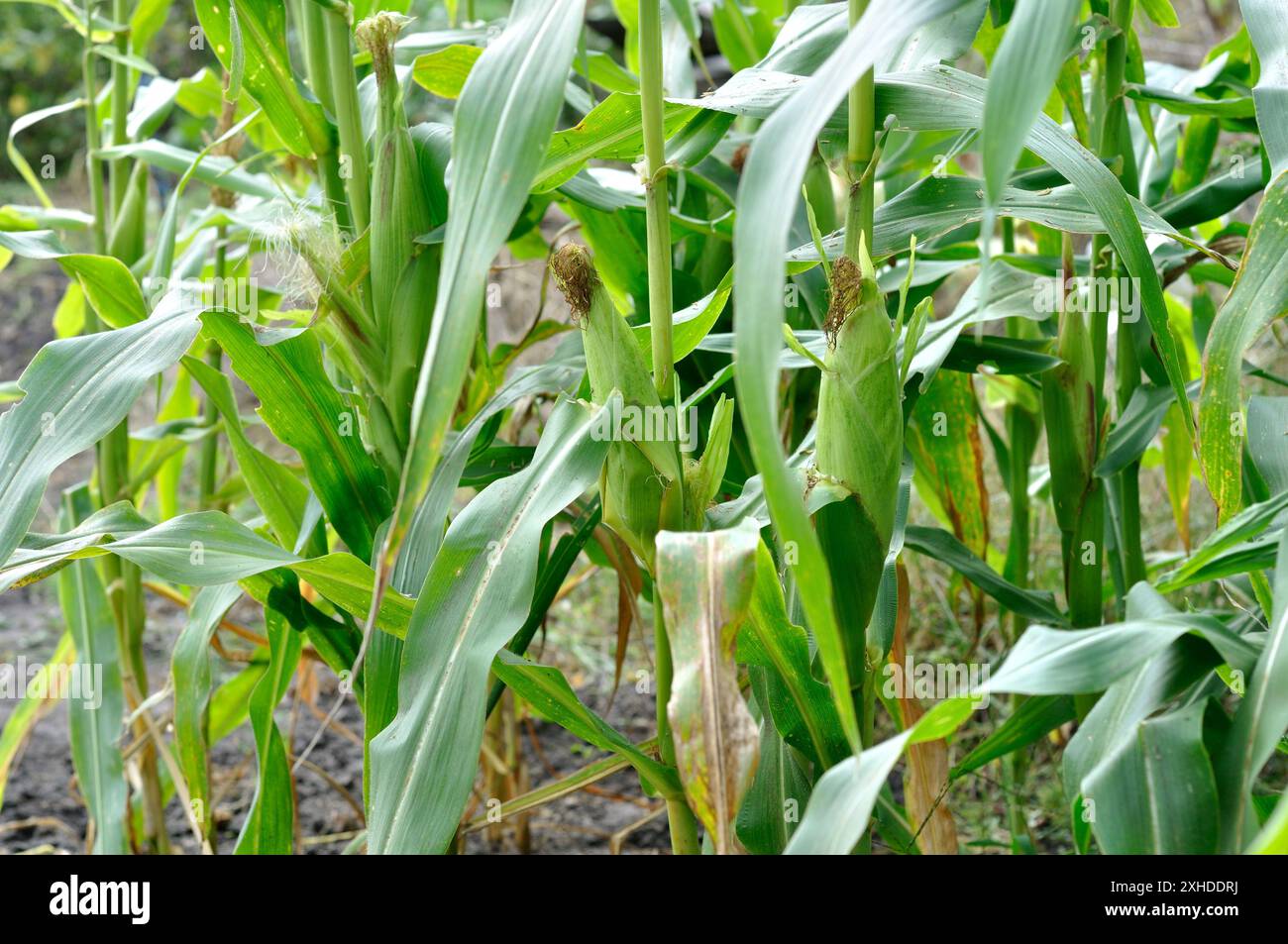 cornfield of ripe organic maize plantation in the vegetable garden ...