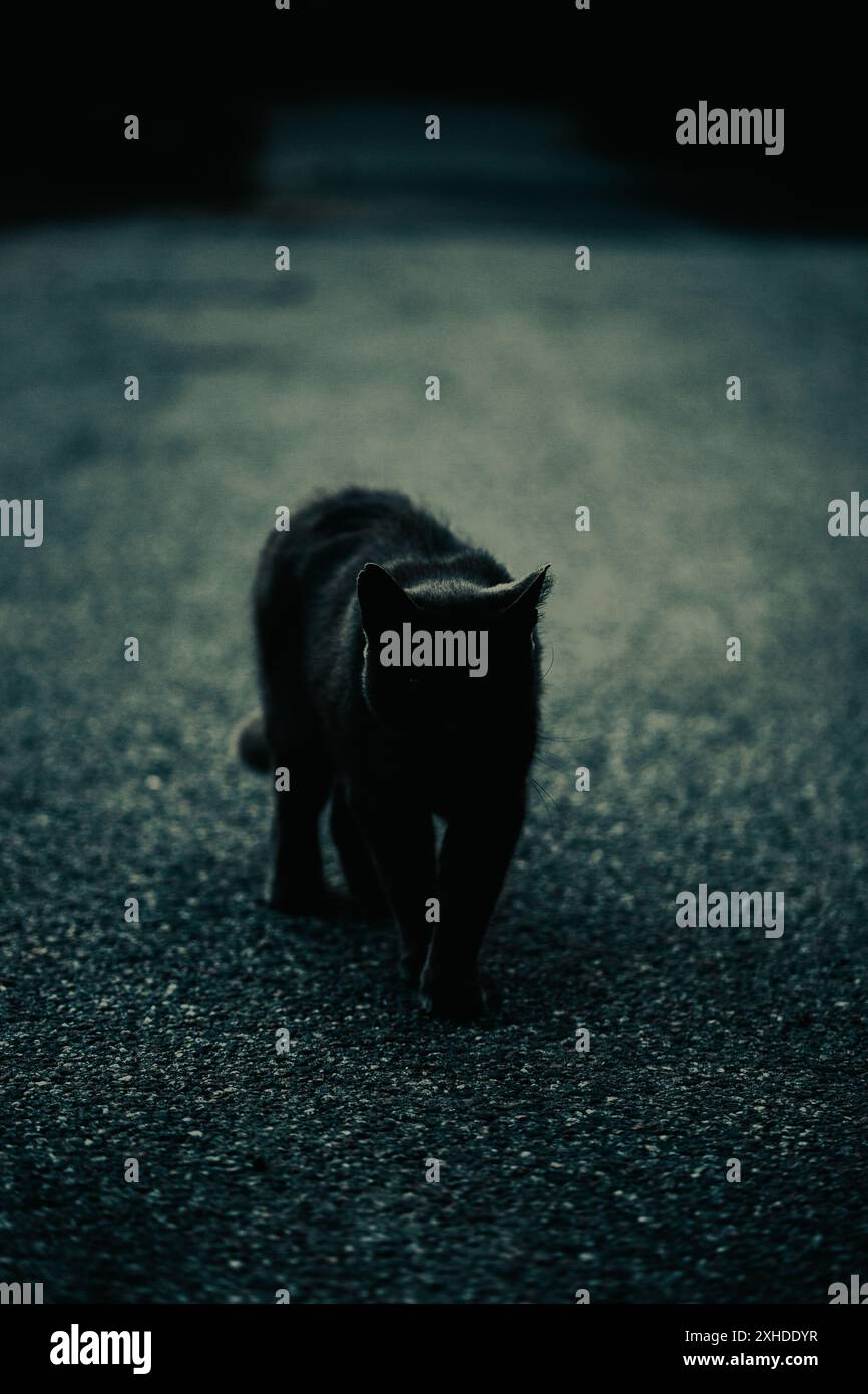 A mysterious black cat, believed to bring bad luck, walks in the ...