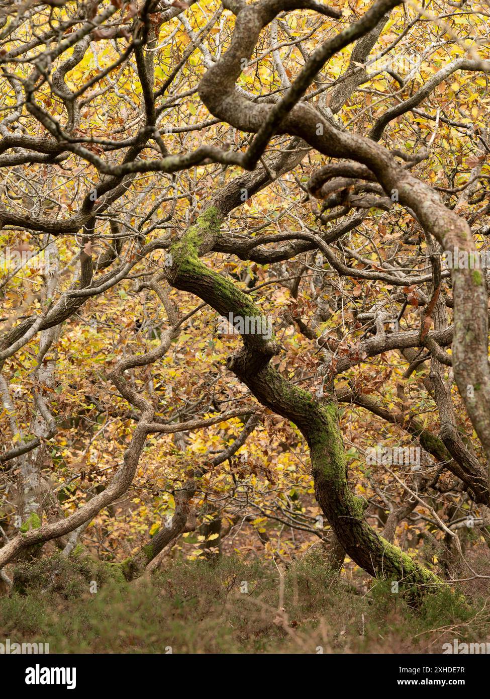 Lurkenhope Nature Reserve in Shropshire but near Knighton in Mid Wales ...