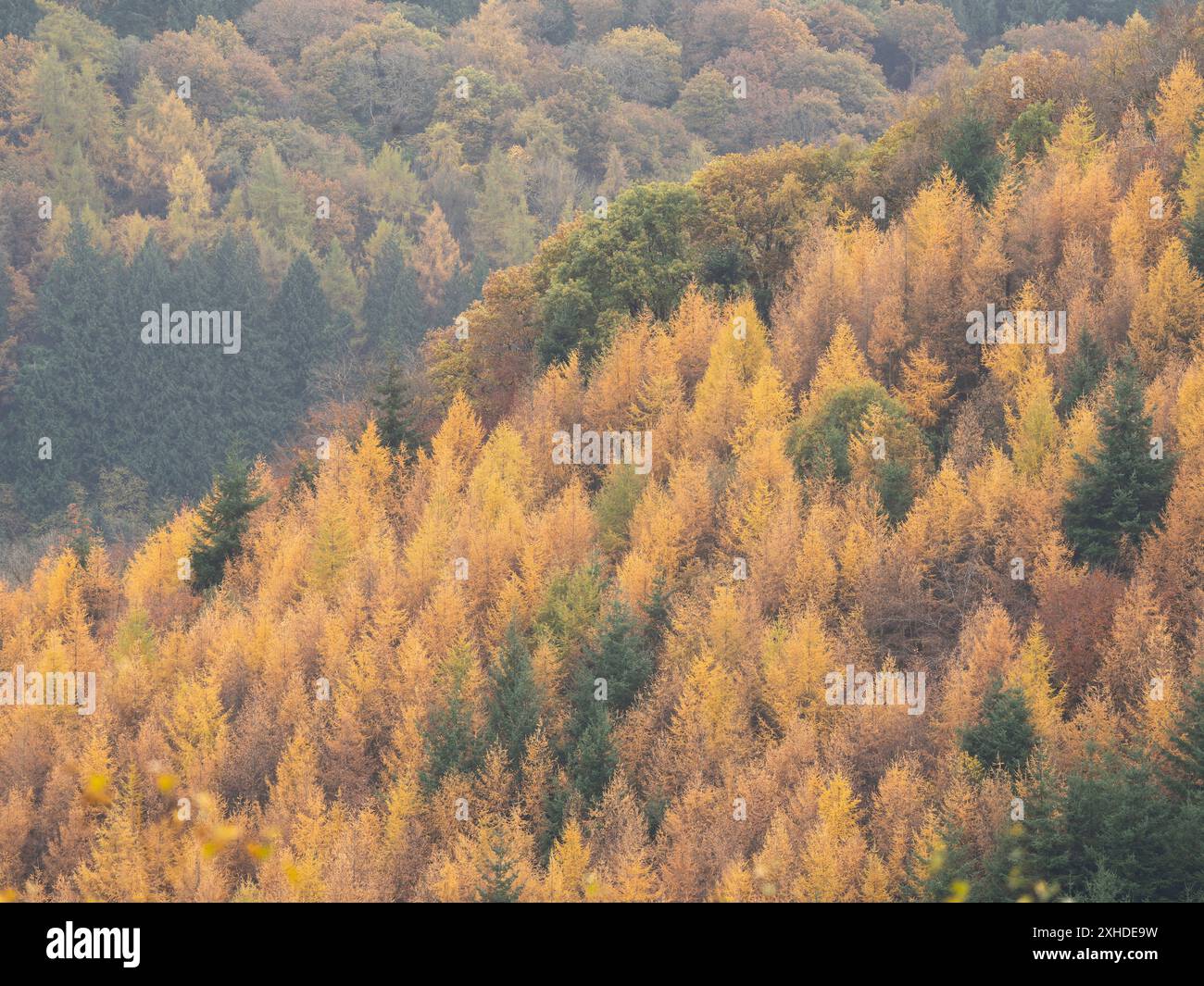 Lurkenhope Nature Reserve in Shropshire but near Knighton in Mid Wales ...