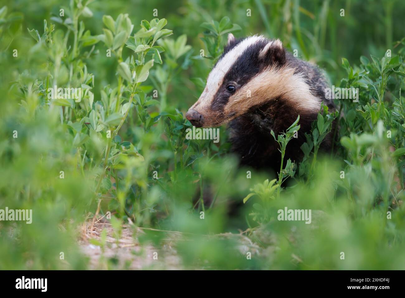 Young badger in alfafa crop field Stock Photo - Alamy