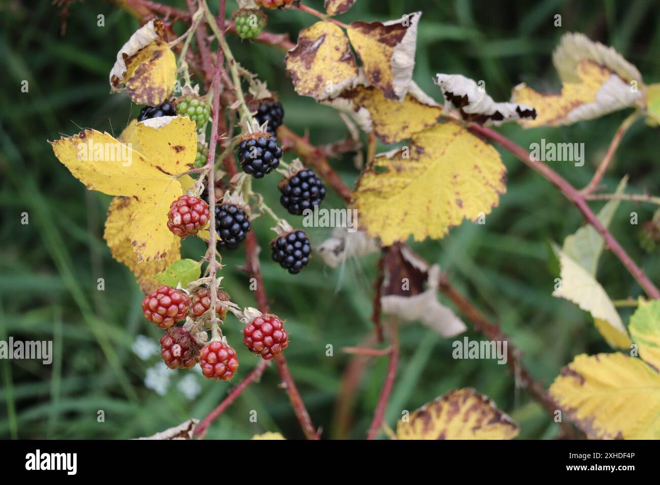 Blackberries in all three Stages of Ripeness Stock Photo - Alamy