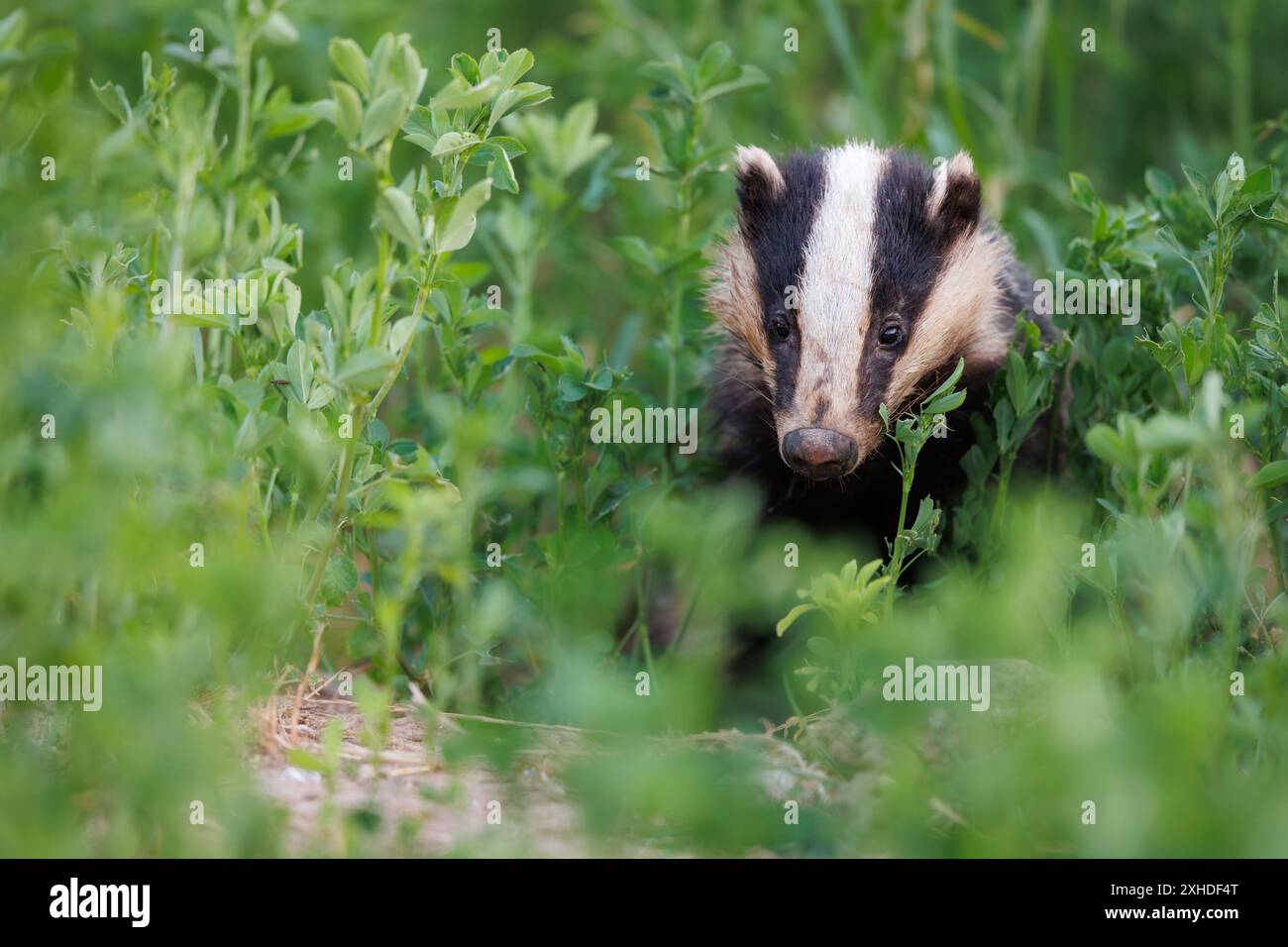 Young badger in alfafa crop field Stock Photo - Alamy