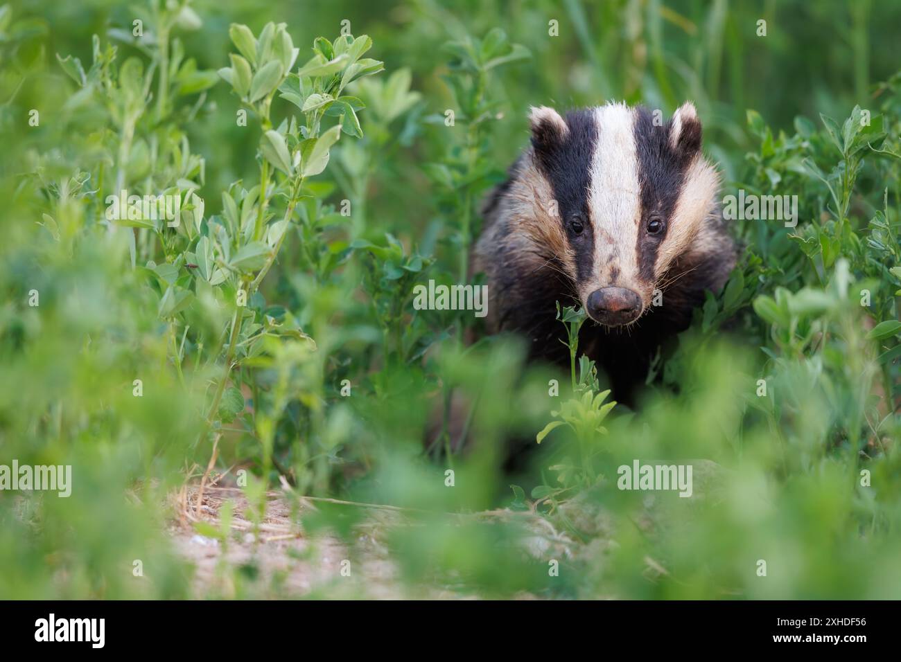 Young badger hi-res stock photography and images - Alamy