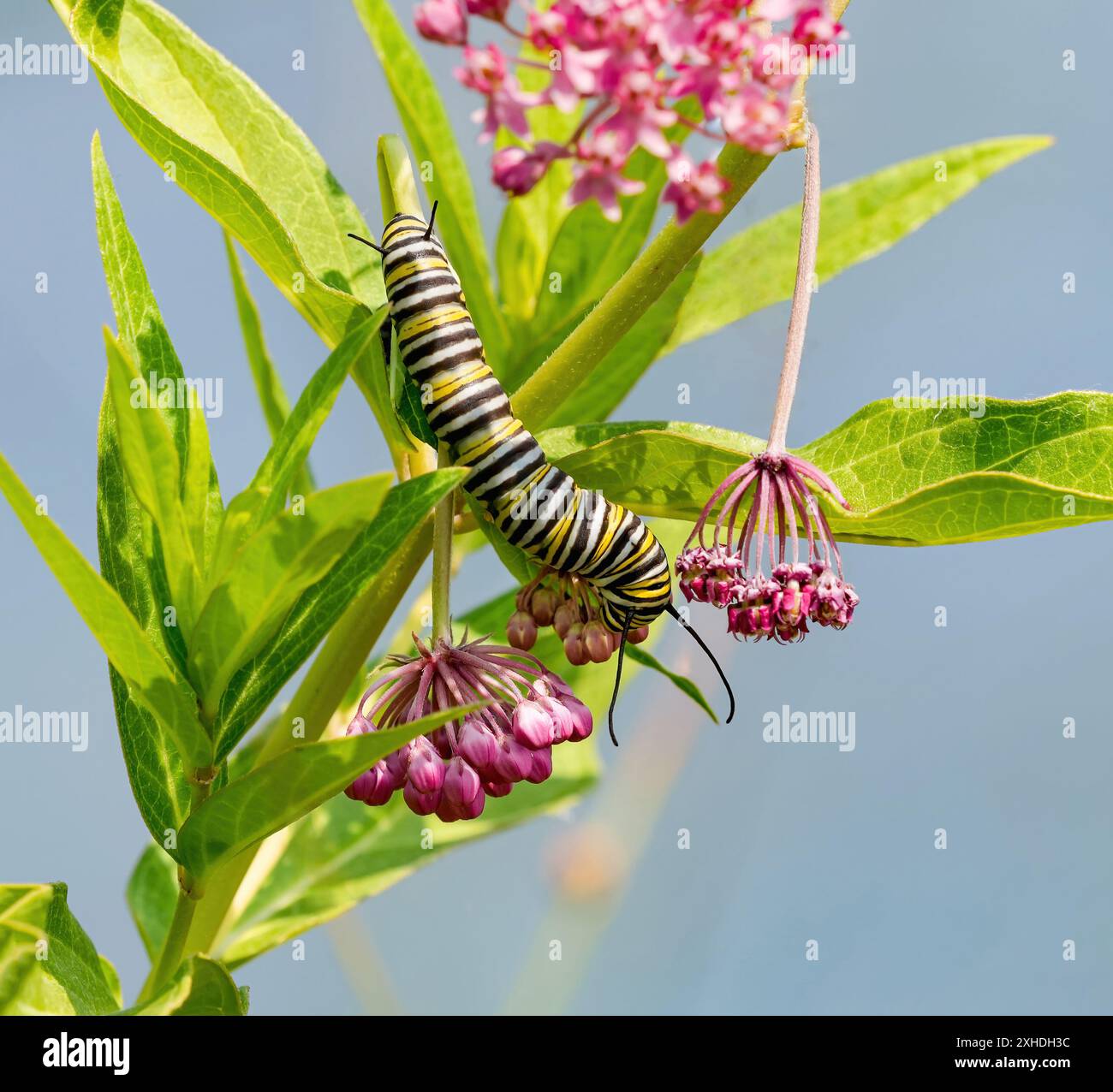 A Monarch butterfly caterpillar feeding on a milkweed plant in the ...