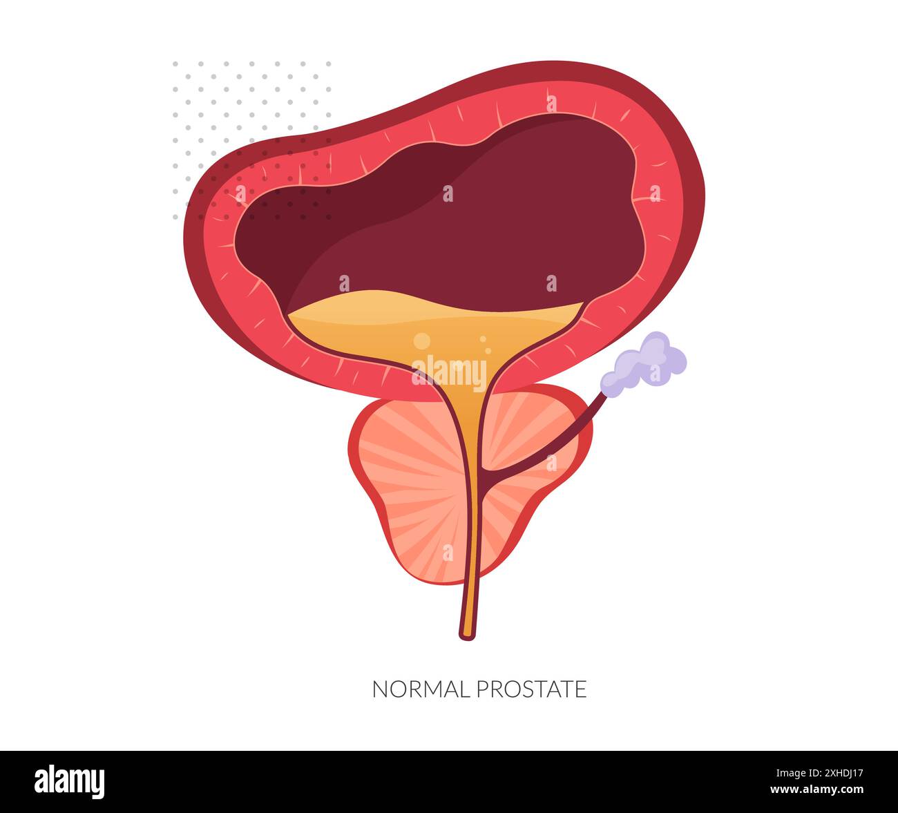 Prostate gland anatomy diagram Cut Out Stock Images & Pictures - Alamy