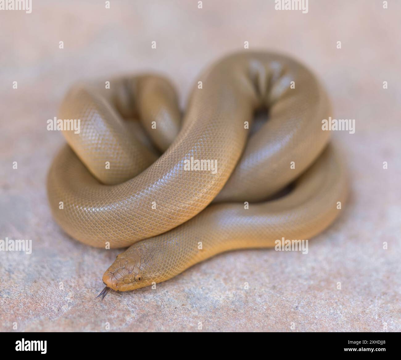 Yellow boa constrictor hi-res stock photography and images - Alamy