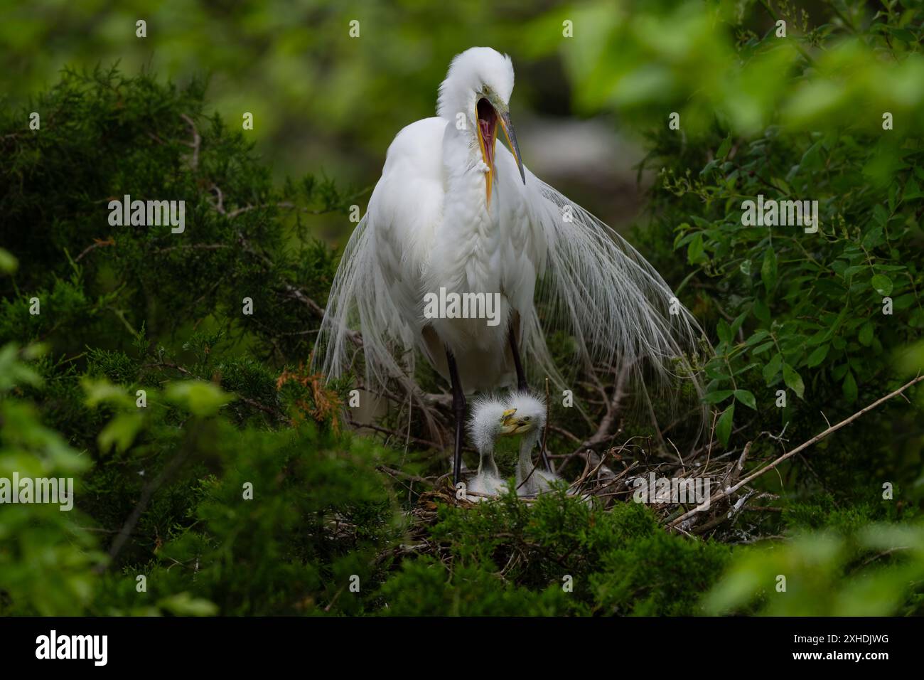 Great egret tending her nest with newly hatched babies at the Ocean ...