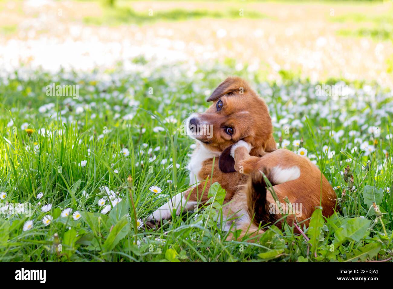 Dog scratches leg hi-res stock photography and images - Alamy
