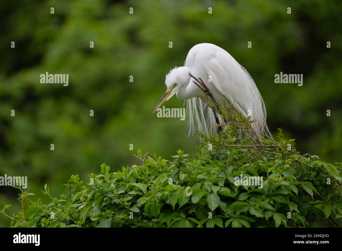 Animal scratching head hi-res stock photography and images - Alamy