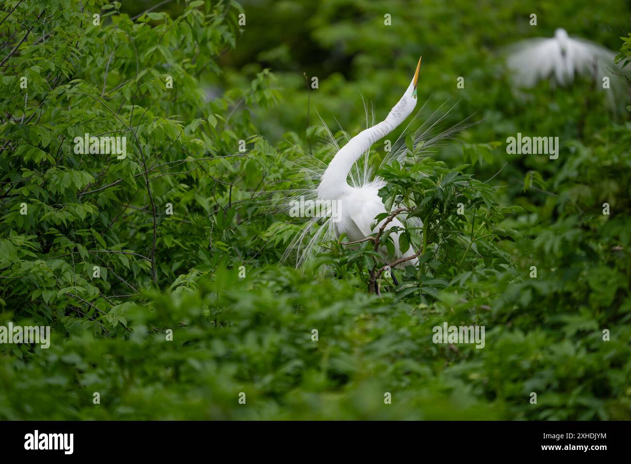 Male great egret breeding display at the Ocean City Welcome Center ...