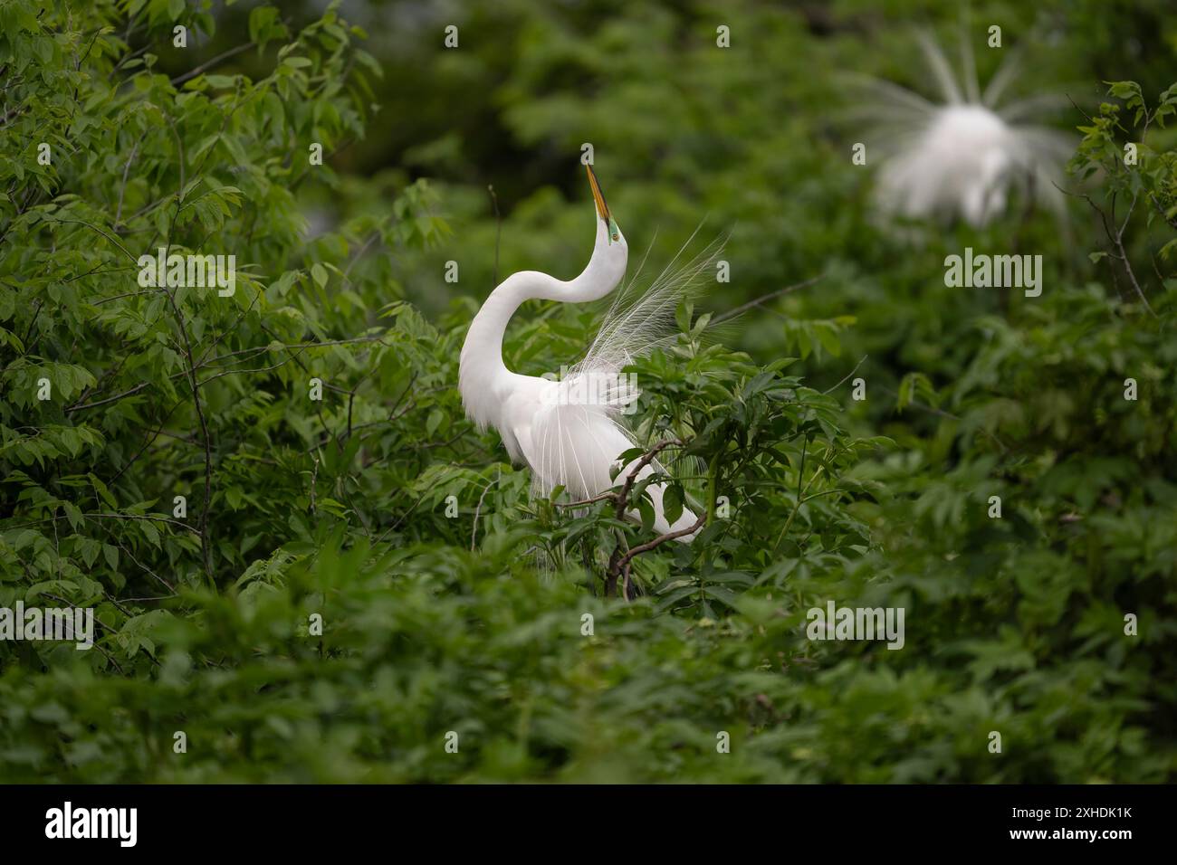 Male great egret breeding display at the Ocean City Welcome Center ...