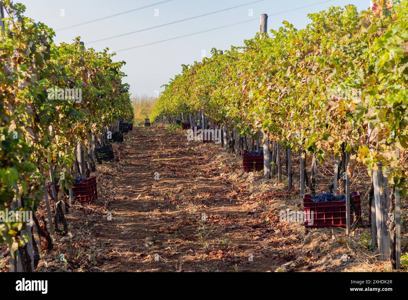 Rows of grapevines with ripe grapes in crates along a dirt path Stock ...