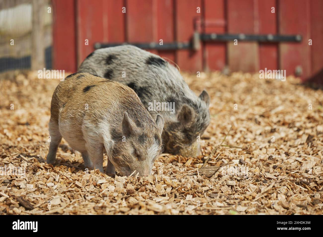 little spotted shaggy pigs on the ranch in Denmark Stock Photo - Alamy