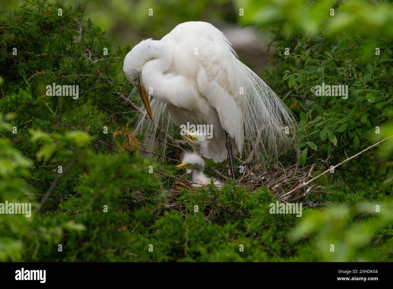 Great egret tending her nest with newly hatched babies at the Ocean ...