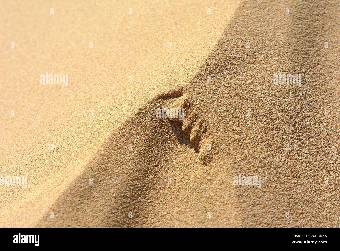 Desert Dune Texture Close Up. Sand texture. Desert surface detail Stock ...