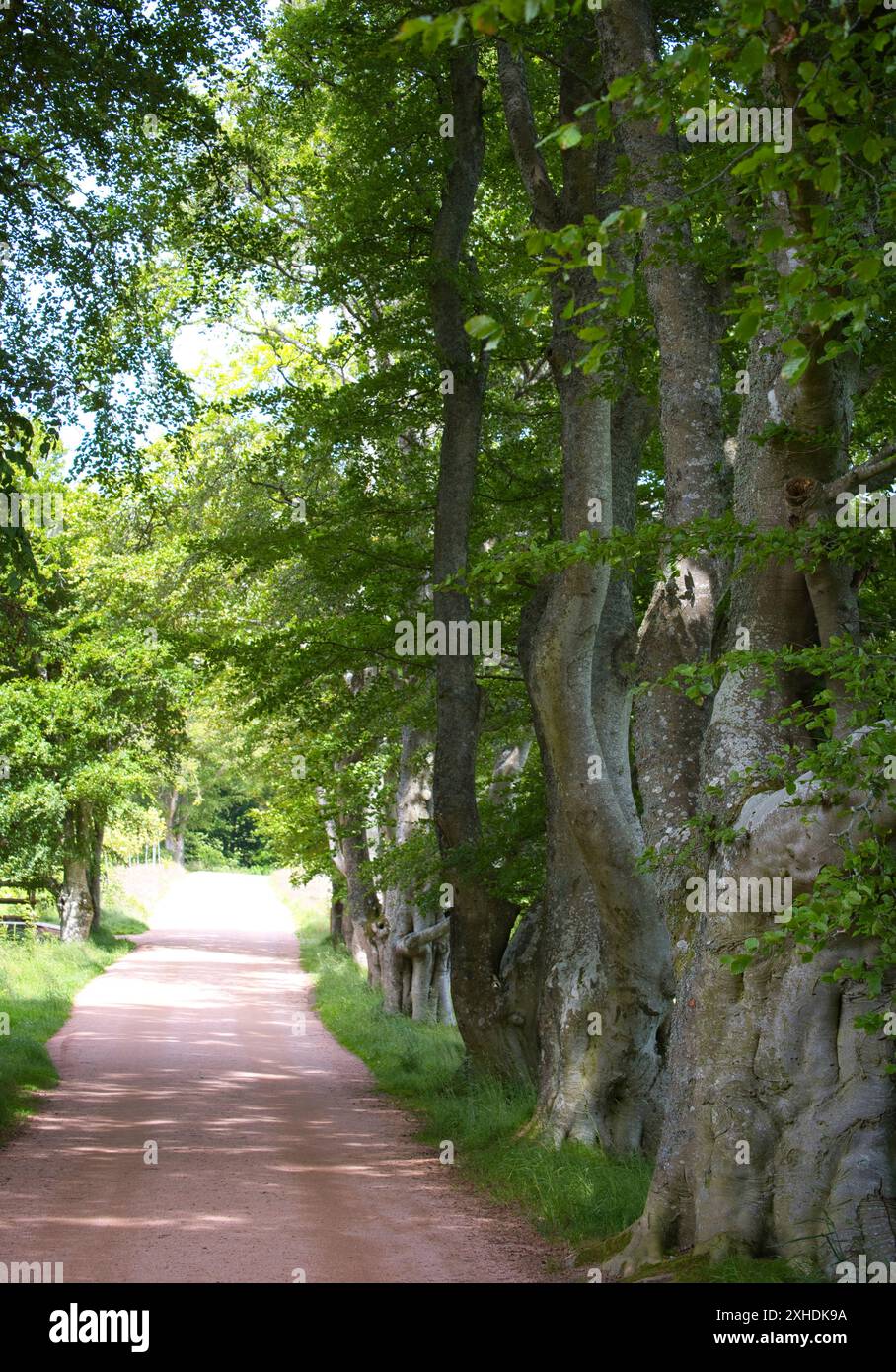 Ancient trees on a side of a road in Aberdeenshire ,Scotland Stock ...