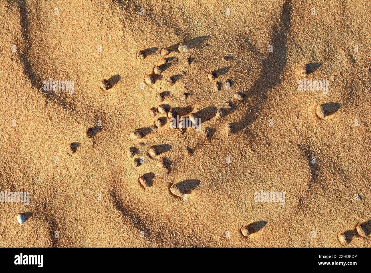 arabian gazelles droppings on the desert sand. Gazelles excrement Stock ...