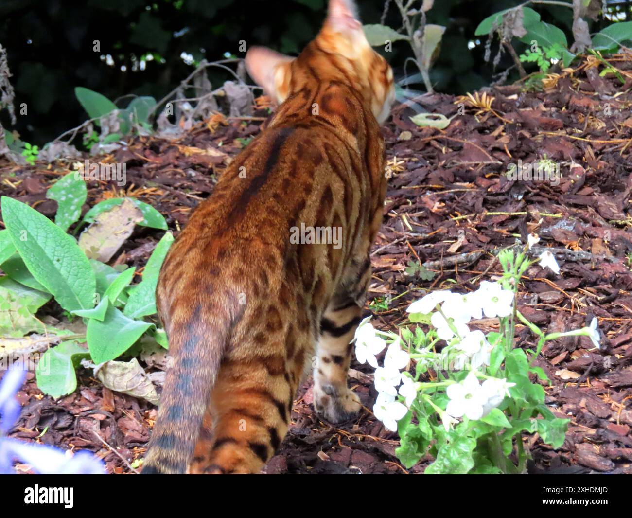 Diese katze hi-res stock photography and images - Alamy