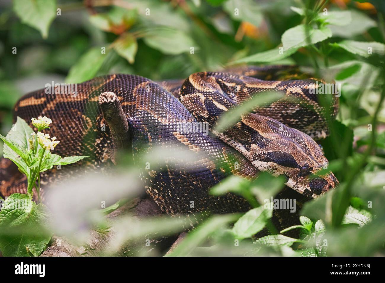 Huge pet snake hi-res stock photography and images - Alamy