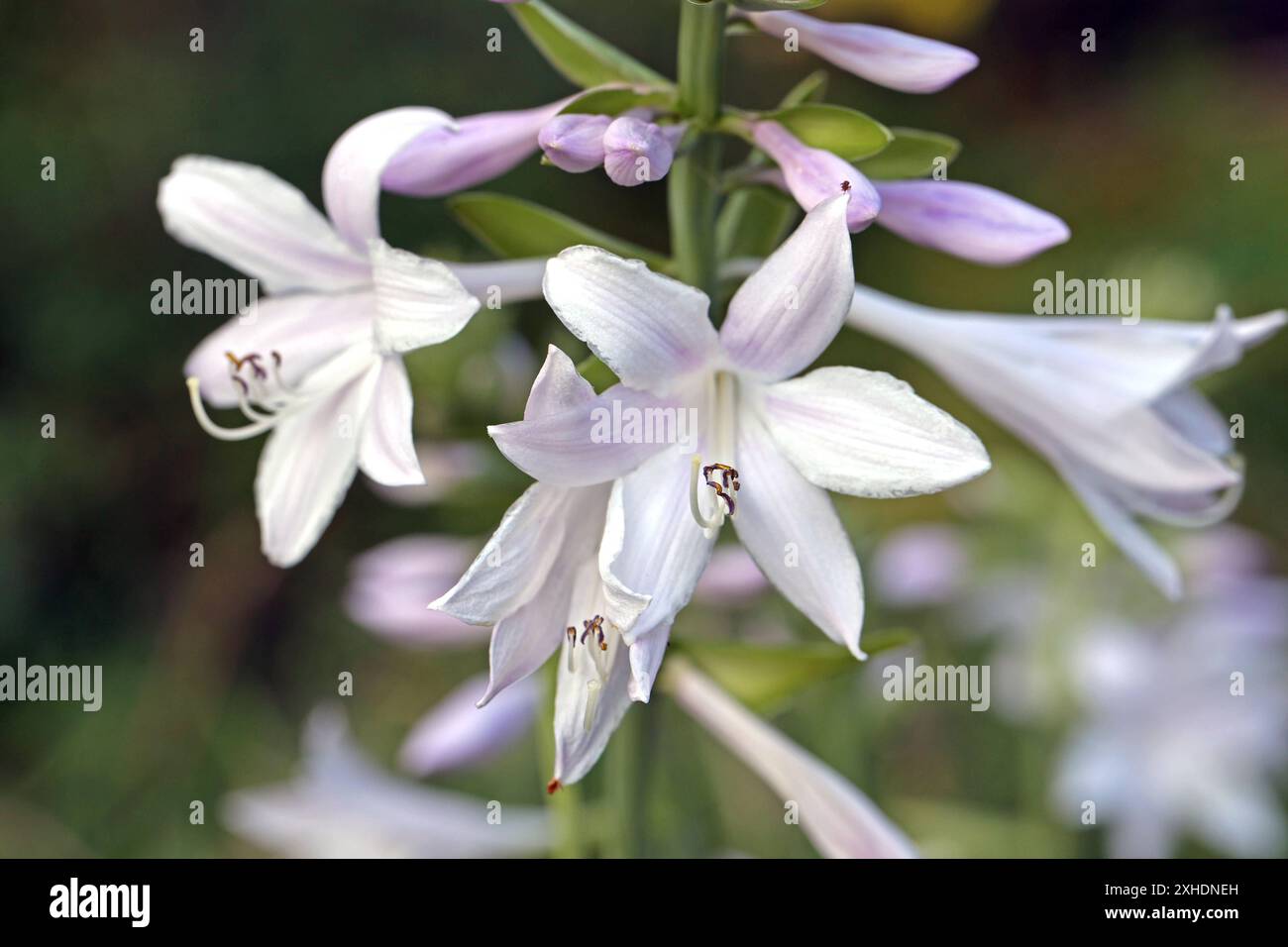 Wildpflanzen aus fernen Ländern Die Lilien-Funkie, auch Wegerich- und ...