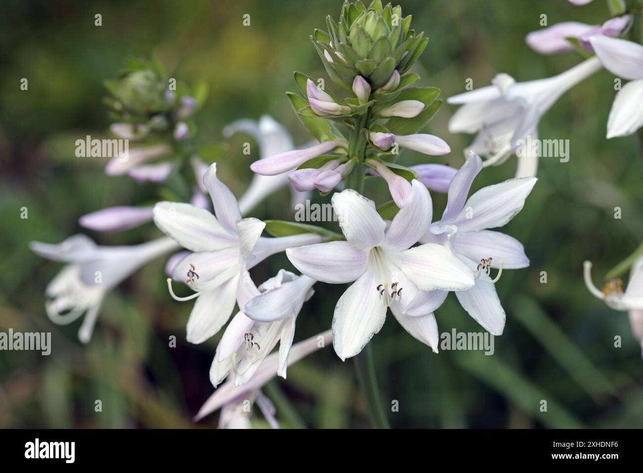 Wildpflanzen aus fernen Ländern Die Lilien-Funkie, auch Wegerich- und ...