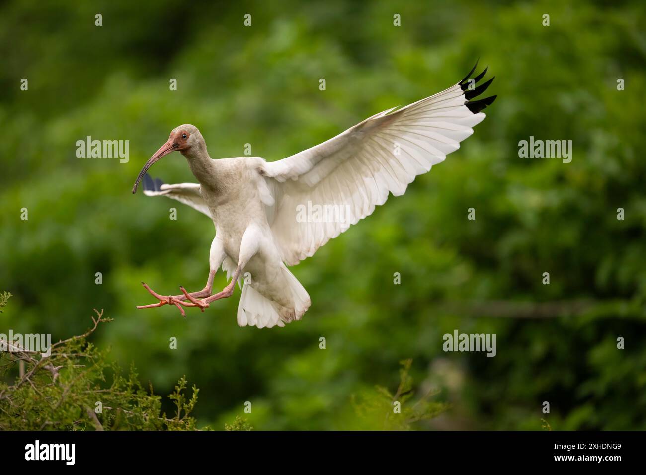 American white ibis landing on a treetop at the Ocean City Rookery in ...