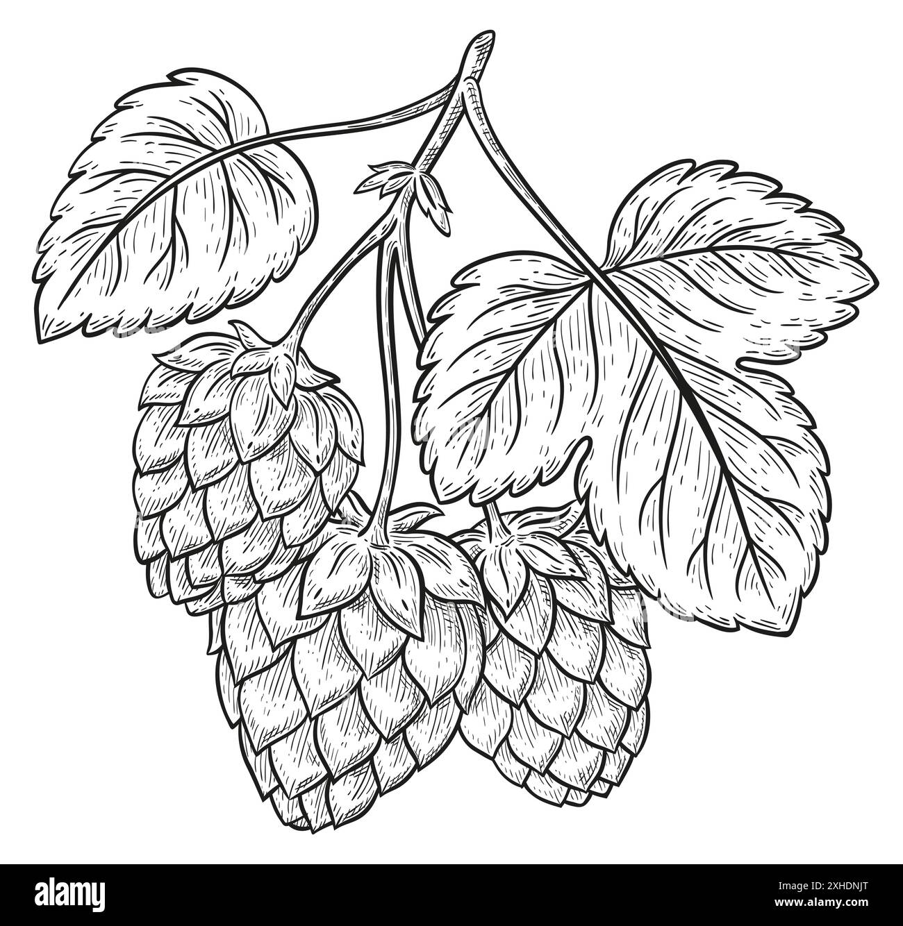 Leaf hop humulus lupulus Stock Vector Images - Alamy