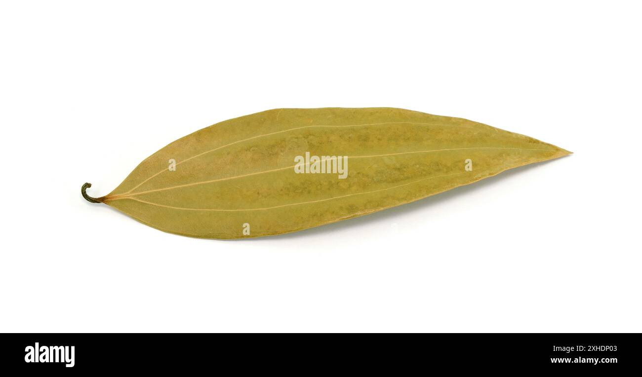 Close up single bay leaf hi-res stock photography and images - Alamy