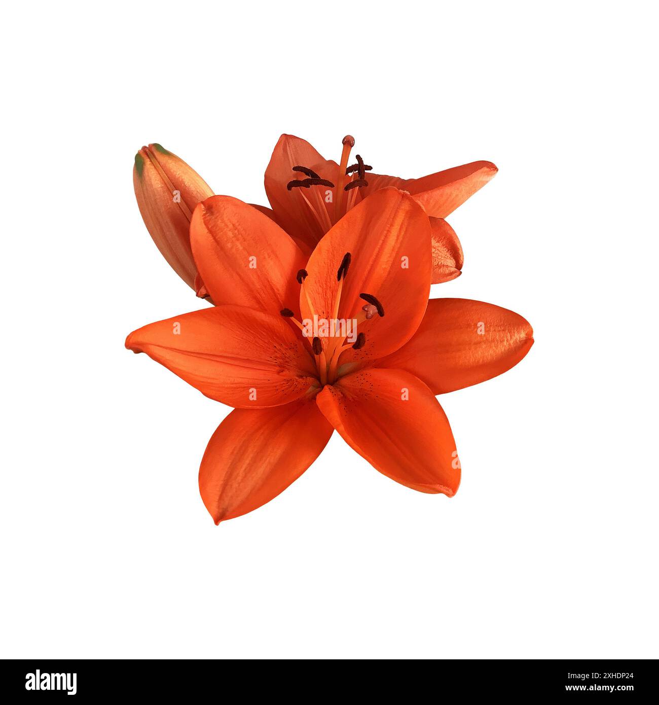 Lily bright orange flower head with leaves isolated cutout object side ...