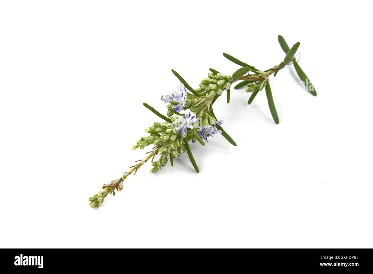 Rosemary branch and flowers isolated on white. Rosemary sprig flowering ...