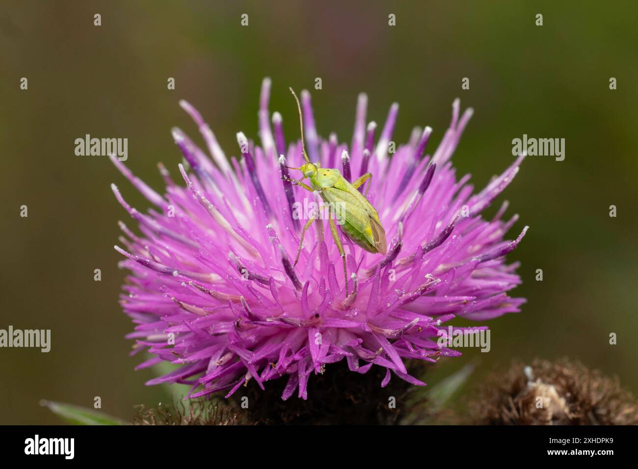 Capsid bug hi-res stock photography and images - Alamy