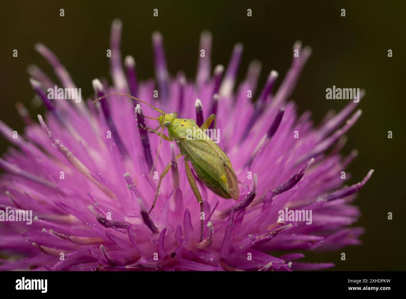 Bug with long antennae hi-res stock photography and images - Alamy