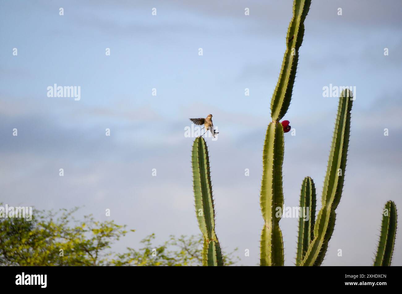 Detail of the thorn of the mandacaru, a plant native to the Brazilian ...