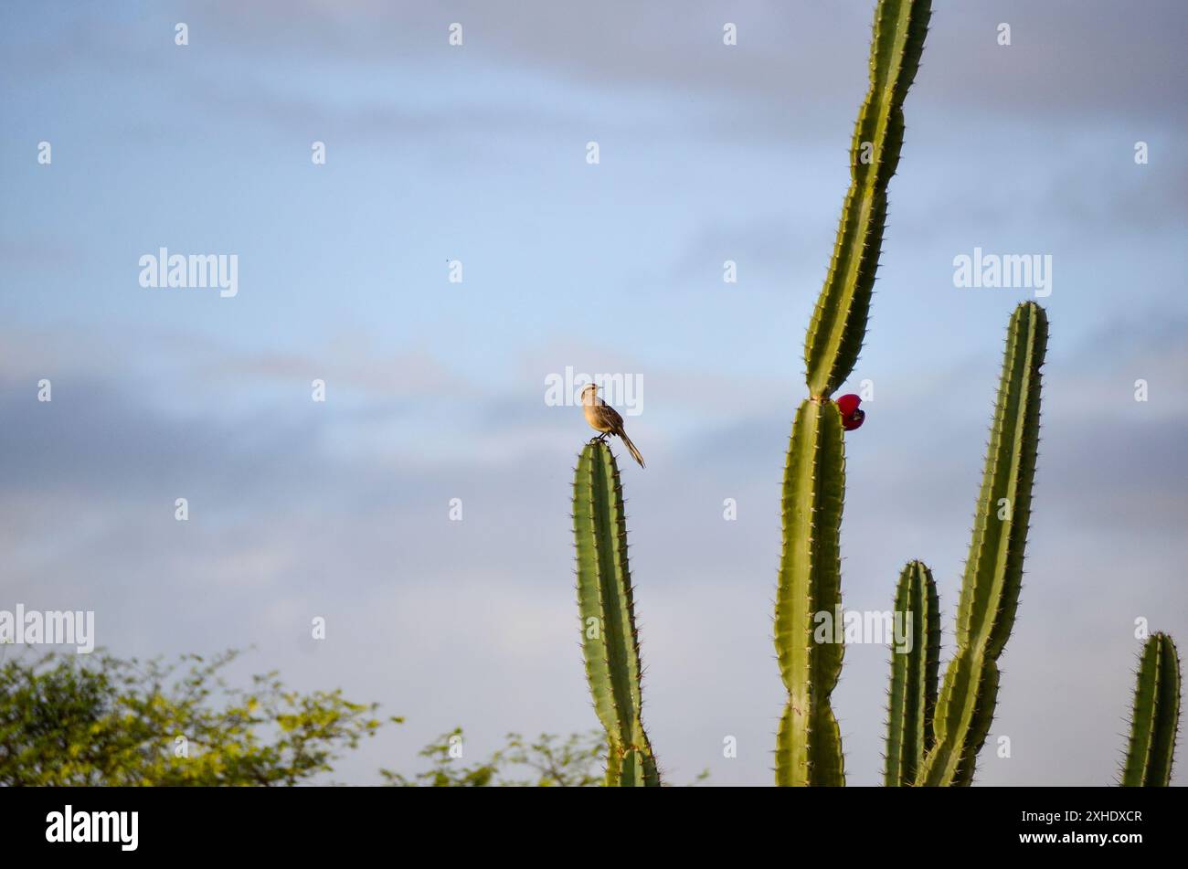 Detail of the thorn of the mandacaru, a plant native to the Brazilian ...