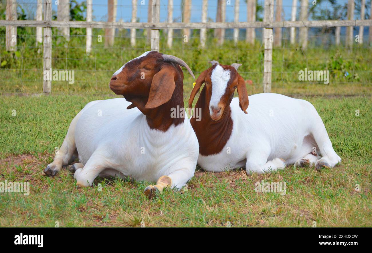 Boer goats resting in the farm pasture Stock Photo - Alamy