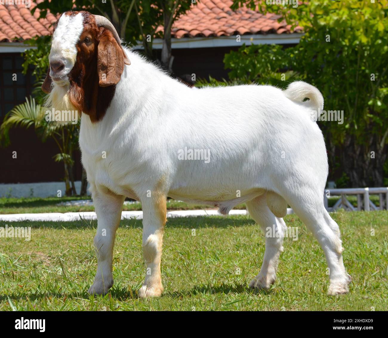 Male Boer goat very awarded in Brazil. The Boer is a breed developed in South Africa Stock Photo ...